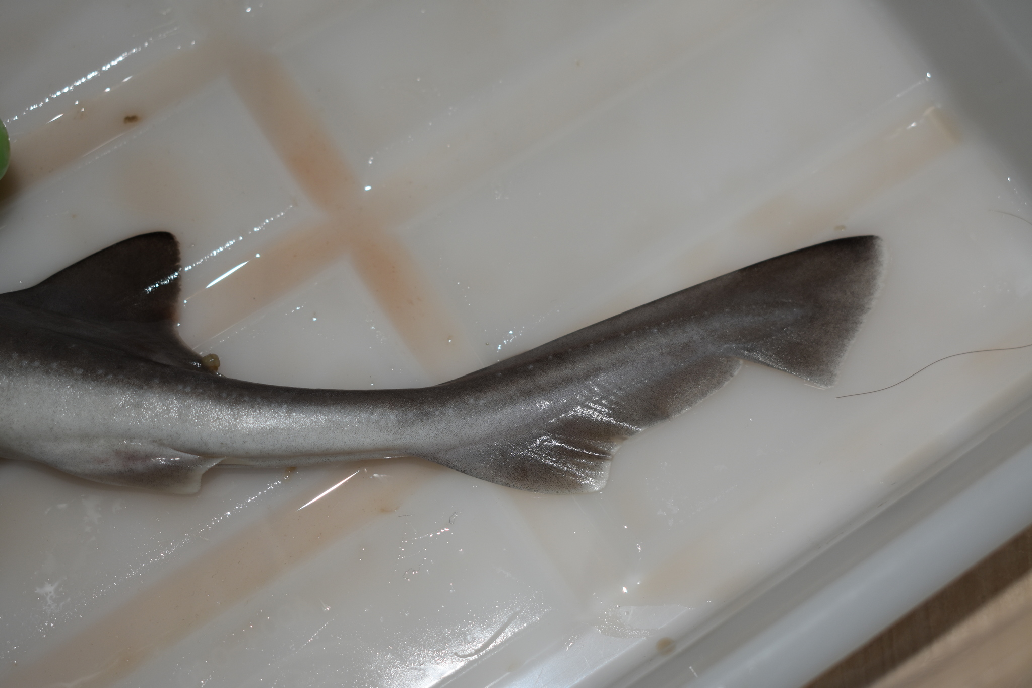 Mustelus manazo Bleeker, 1855