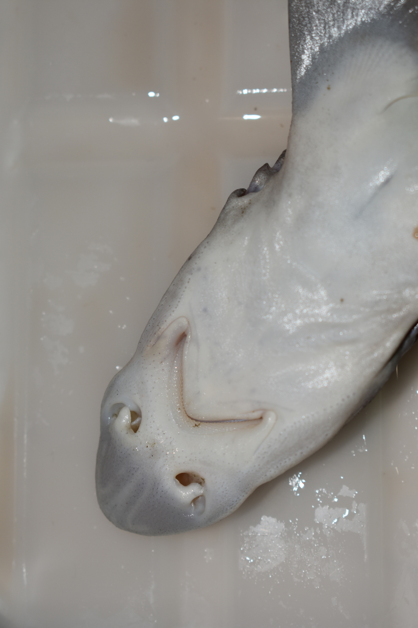 Mustelus manazo Bleeker, 1855