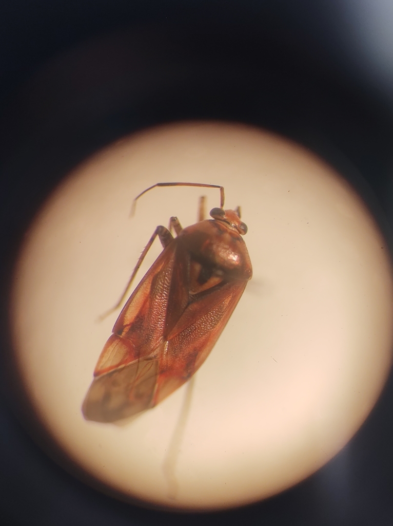 red-spotted plant bug from Kamionek, Warszawa, Polska on May 02, 2022 ...