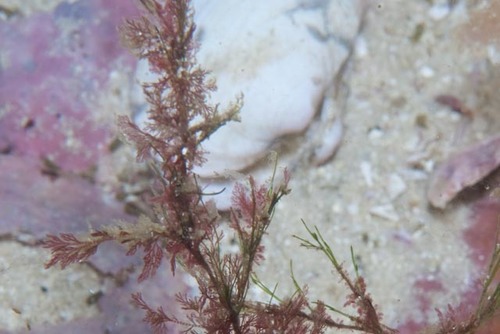 Ceramium atrorubescens · iNaturalist