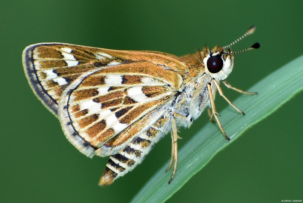 Common Grass-dart (Butterflies of Kerala) · iNaturalist