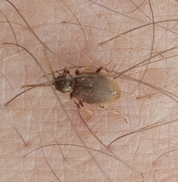 Ptinus tectus Boieldieu, 1856
