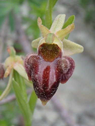 Subspecies Ophrys mammosa caucasica · iNaturalist United Kingdom