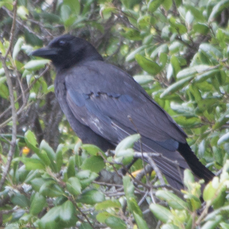 American Crow (The Flora and Fauna of Palo Duro Canyon) · iNaturalist