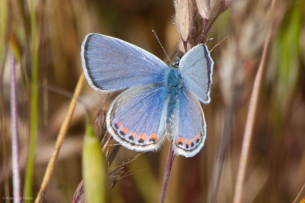 Acmon Blue (Yosemite National Park Butterfly Guide 🦋) · iNaturalist