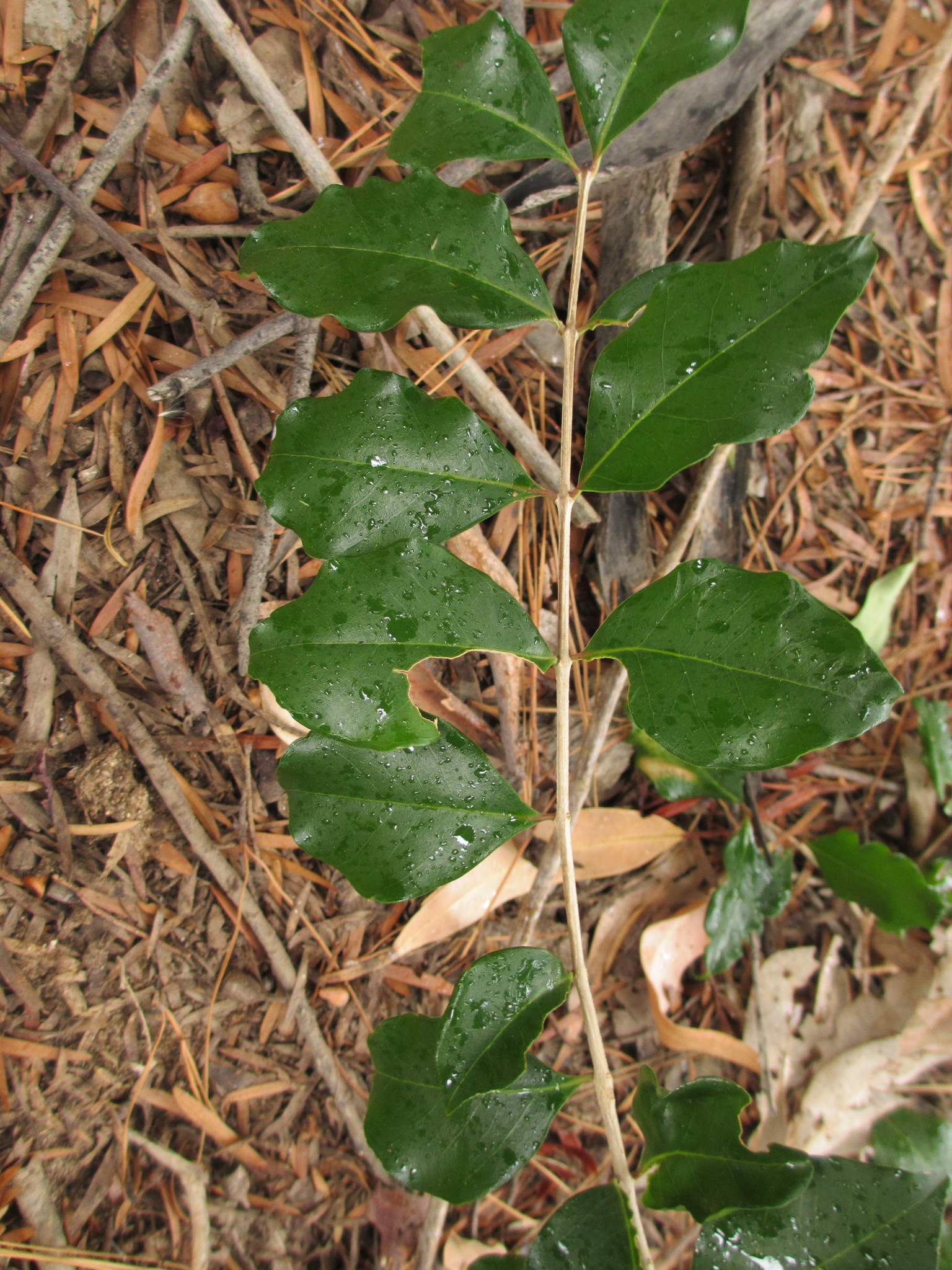 Olinia ventosa (L.) Cufod.
