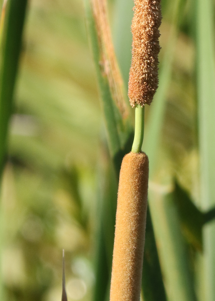 southern cattail from Orange County, FL, USA on May 02, 2022 at 08:48 ...