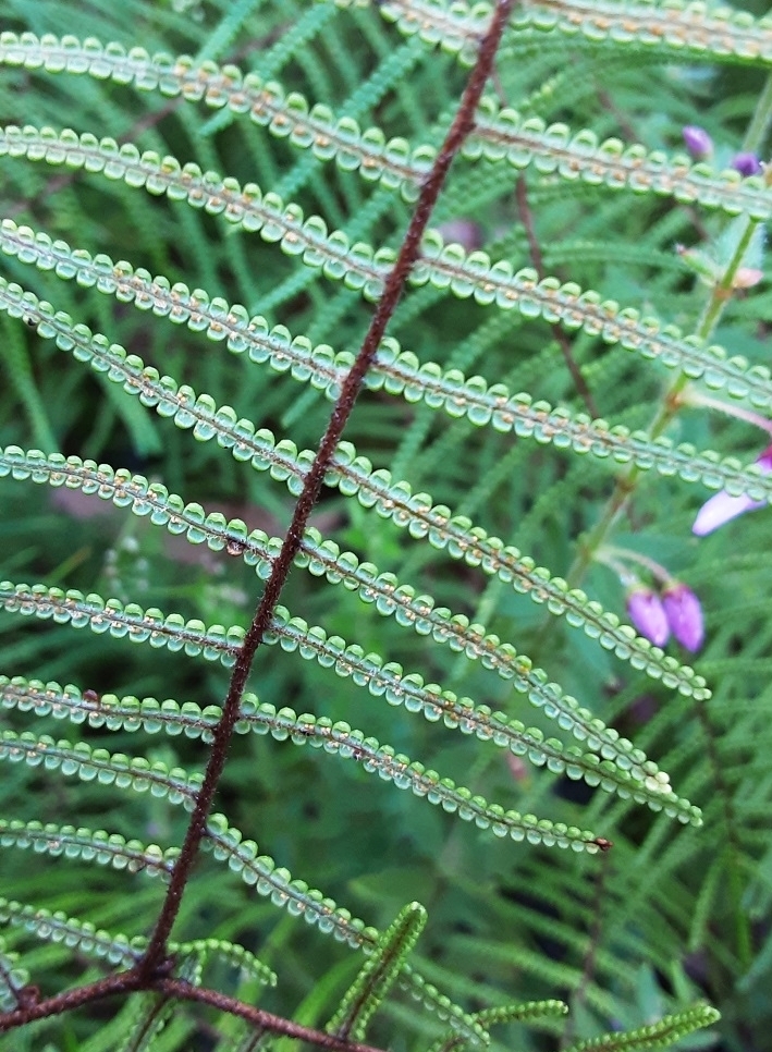 Pouched Coral Fern from Mountain Lagoon NSW 2758, Australia on May 05 ...