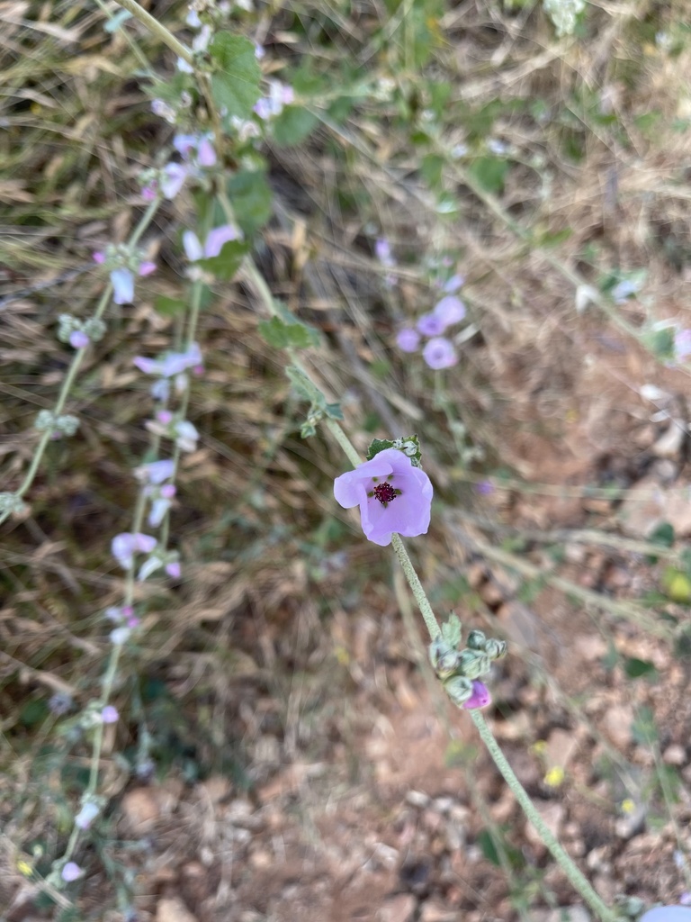 chaparral bush-mallow from Denning Dr, San Marcos, CA, US on May 4 ...