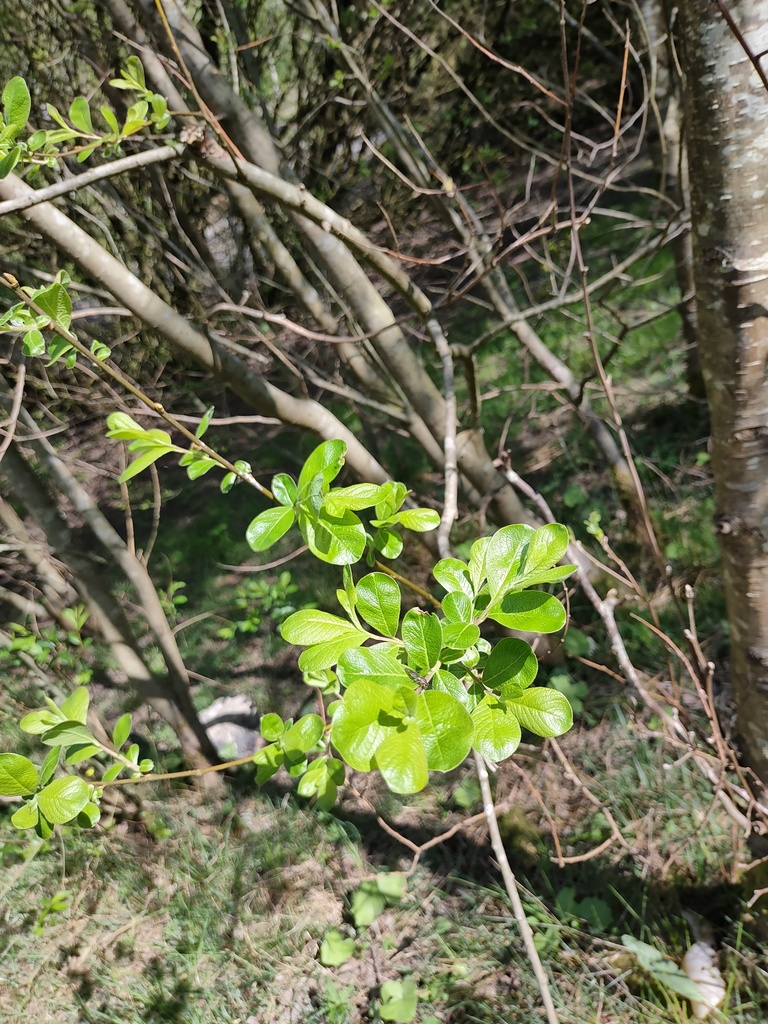 Grey Willow from Merseyside, UK on April 29, 2022 at 01:47 PM by Ben ...