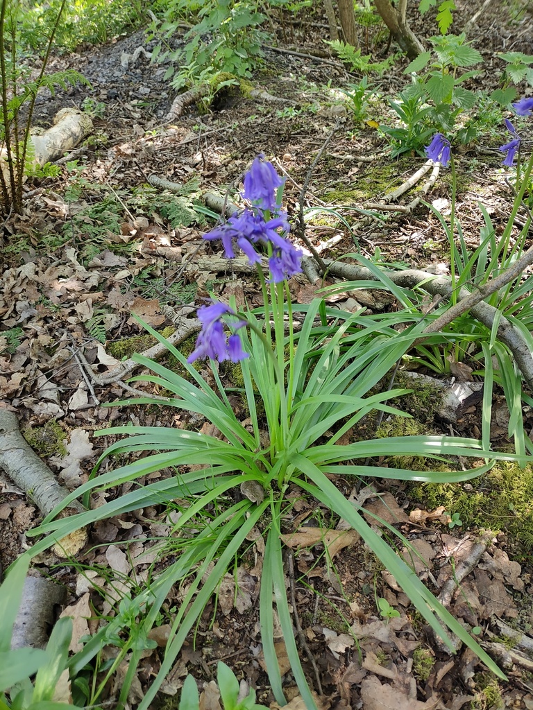 bluebell from Merseyside, UK on April 29, 2022 at 01:54 PM by Ben Deed ...