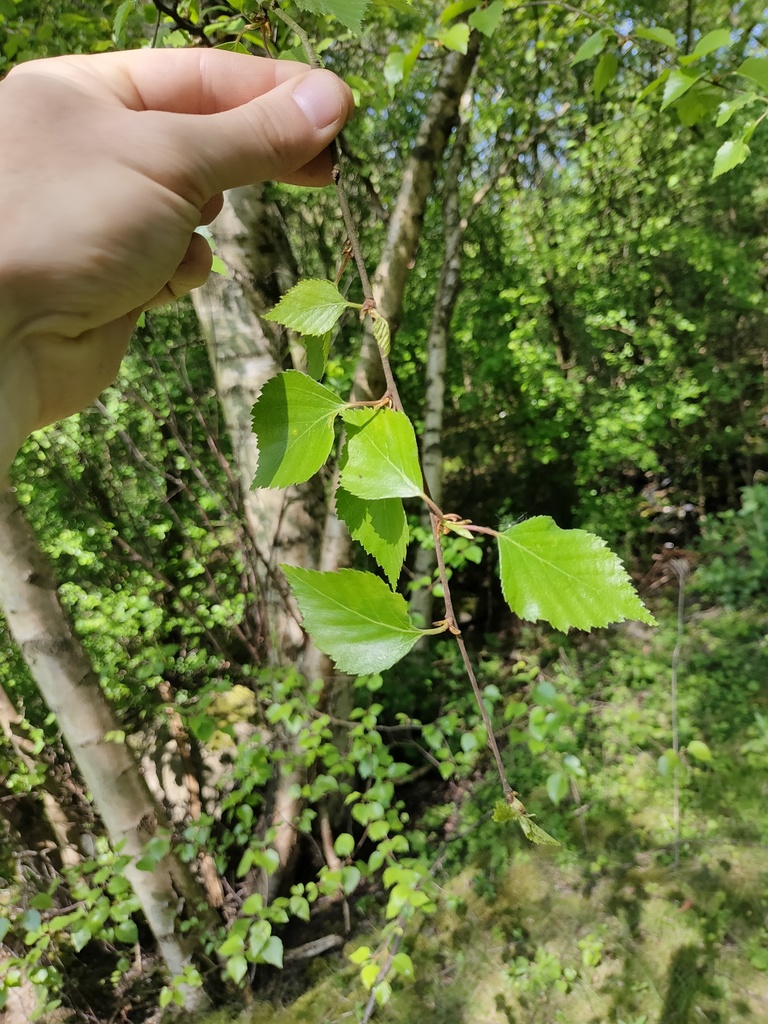 birches from Merseyside, UK on April 29, 2022 at 02:07 PM by Ben Deed ...