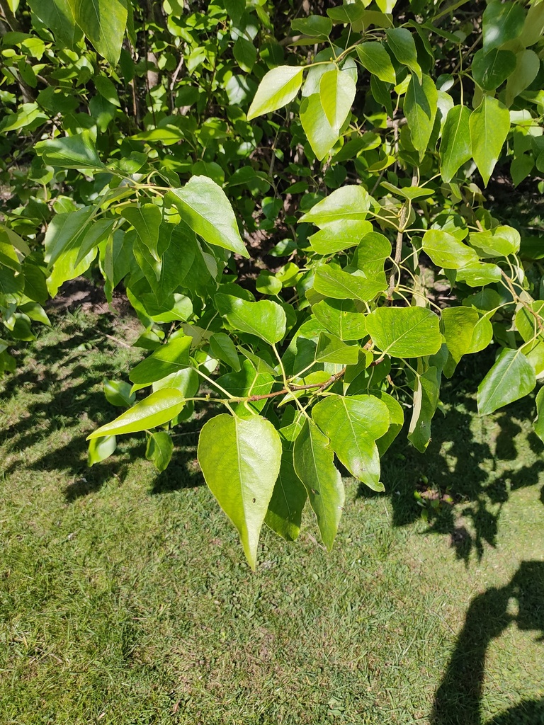 dicots from Newton-le-Willows, UK on April 29, 2022 at 02:12 PM by Ben ...