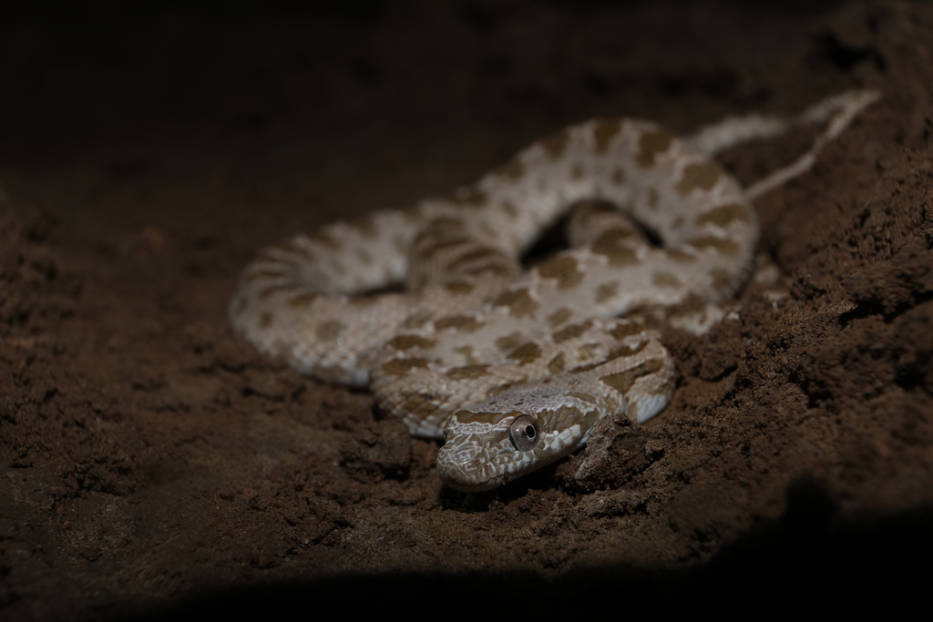Diadem Snake from Qom Province, Iran on May 4, 2022 by Alvand ...