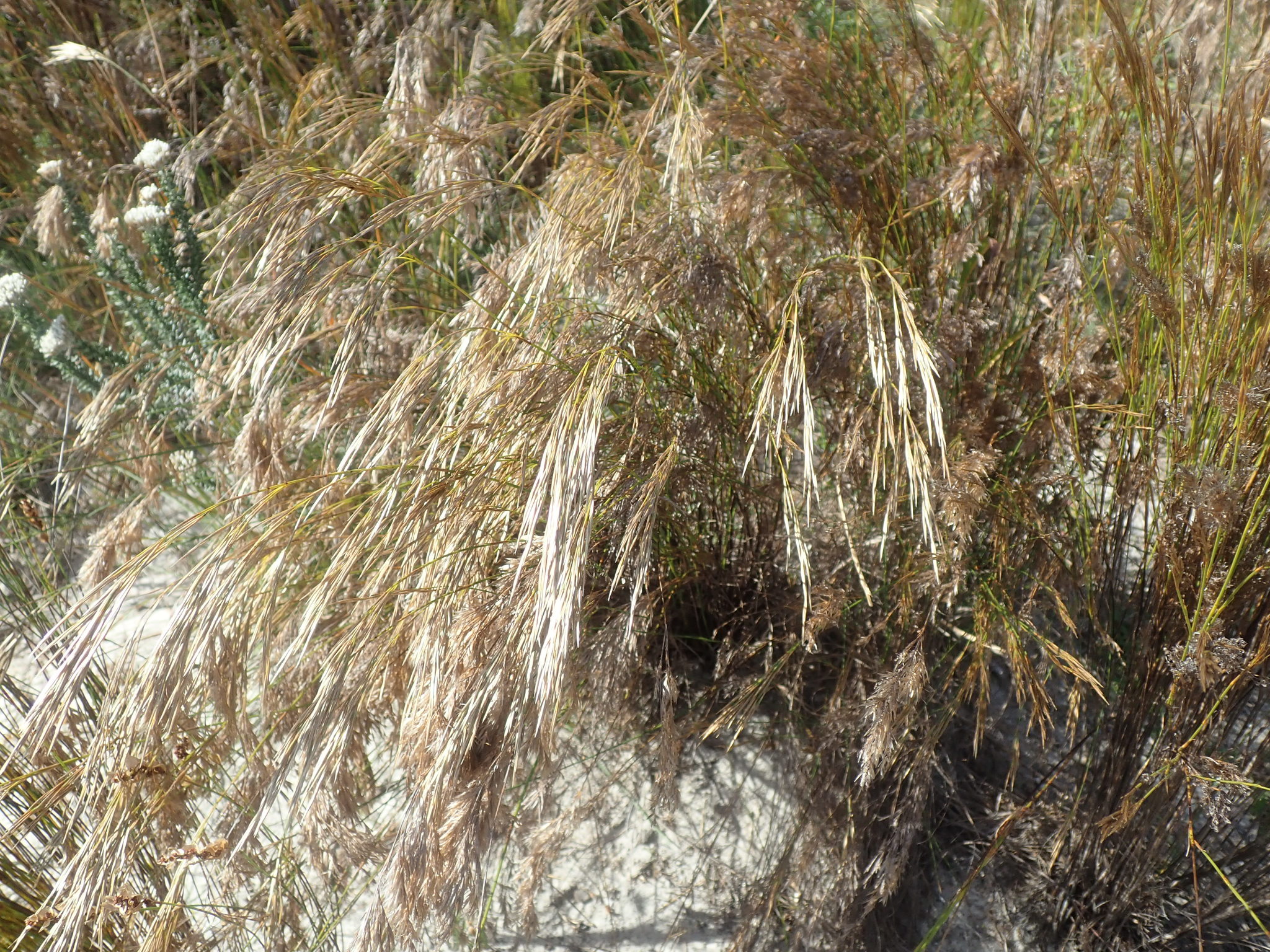 Restio festuciformis Nees ex Mast.