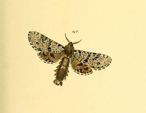 Dolecta scariosa · iNaturalist