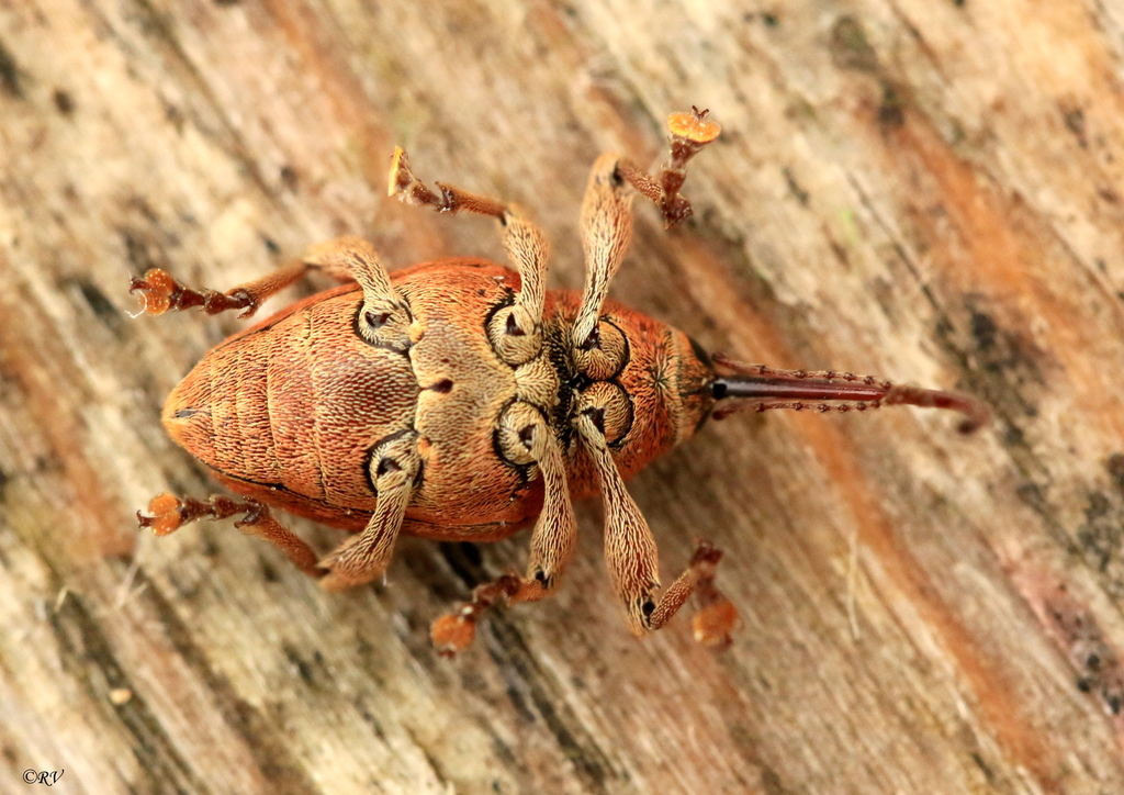 Why are weevils “cool”? : r/weeviltime