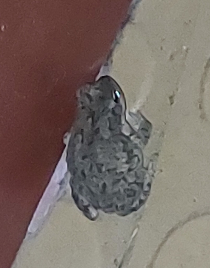 Indus Valley Toad from 48JC+R93, Tapovan, Rishikesh, Uttarakhand 249137 ...