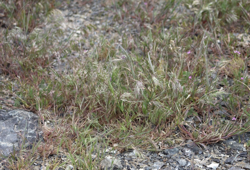 Cheatgrass from Pershing County, NV, USA on May 3, 2022 by ...