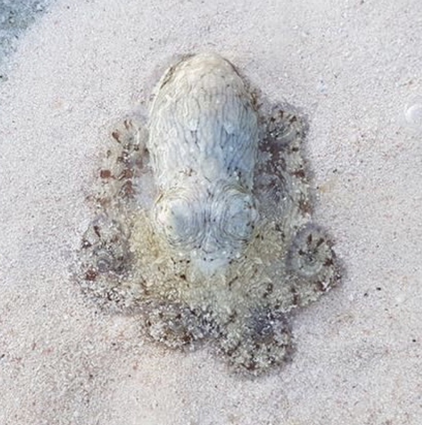 Brazilian Reef Octopus from Paget Parish, Bermuda on March 27, 2020 at ...