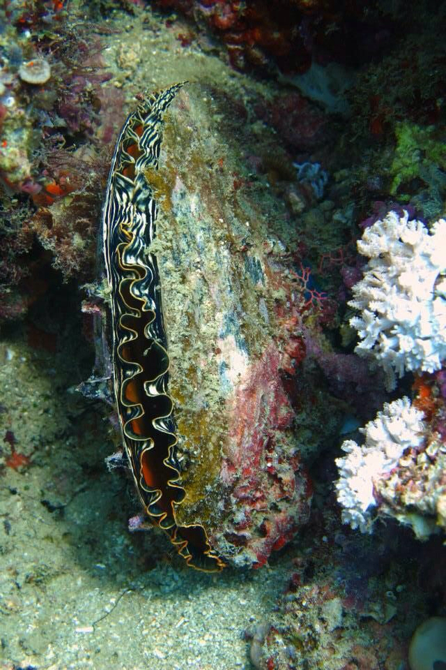 Atrina pectinata (Linnaeus, 1767)