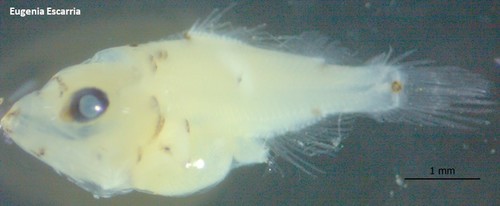 Genus Dasyscopelus · iNaturalist