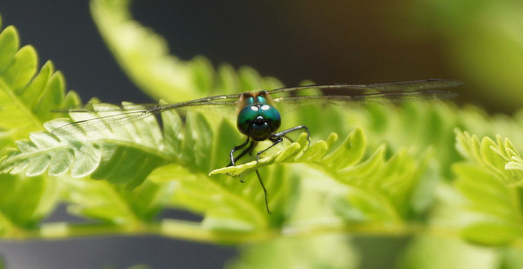 American Emerald in June 2018 by Jim Lemon · iNaturalist