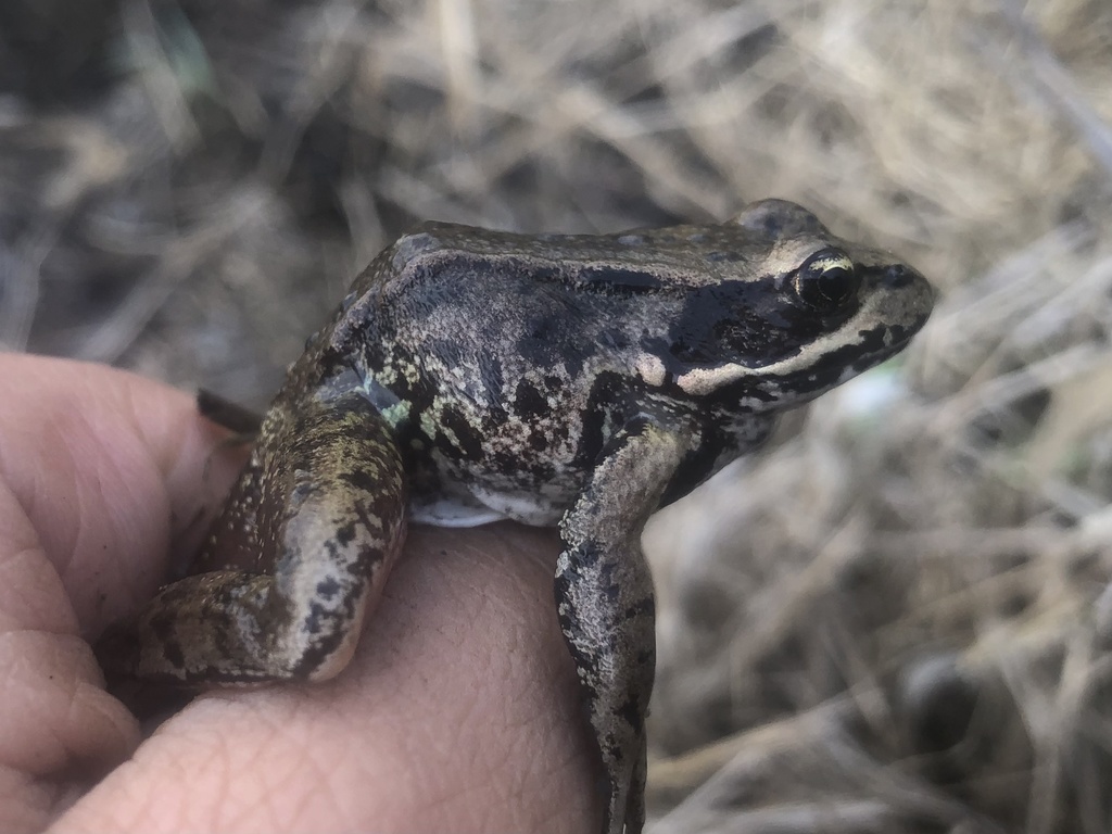 Northern Red-legged Frog in February 2022 by mbstevens · iNaturalist