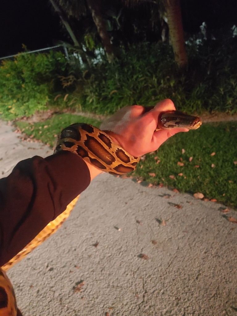 Burmese Python from North Key Largo, FL 33037, USA on May 4, 2022 at 08 ...