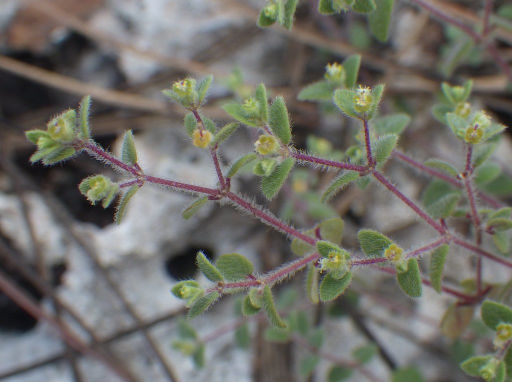 Pineland Sandmat in April 2022 by Joe MDO. In area that was burned not ...