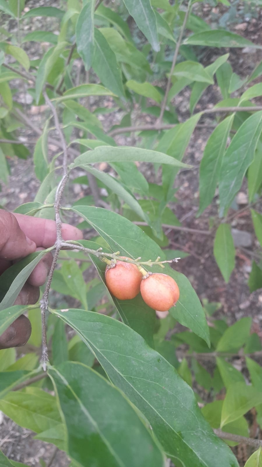 Bunchosia nitida (Jacq.) Rich. ex Juss.