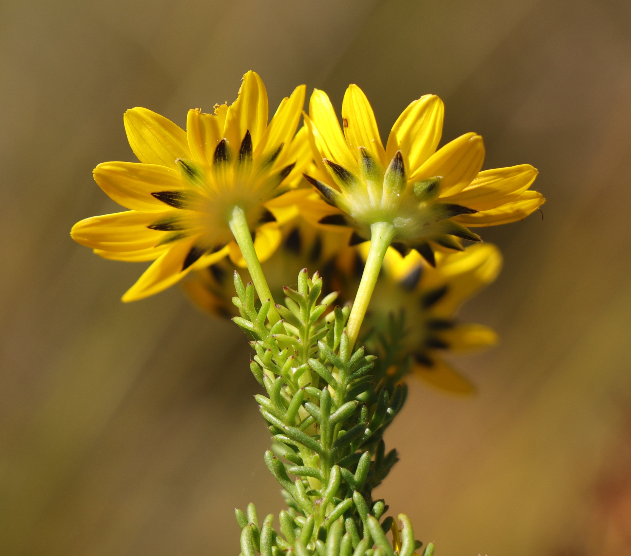 Othonna daucifolia J.C.Manning & Goldblatt