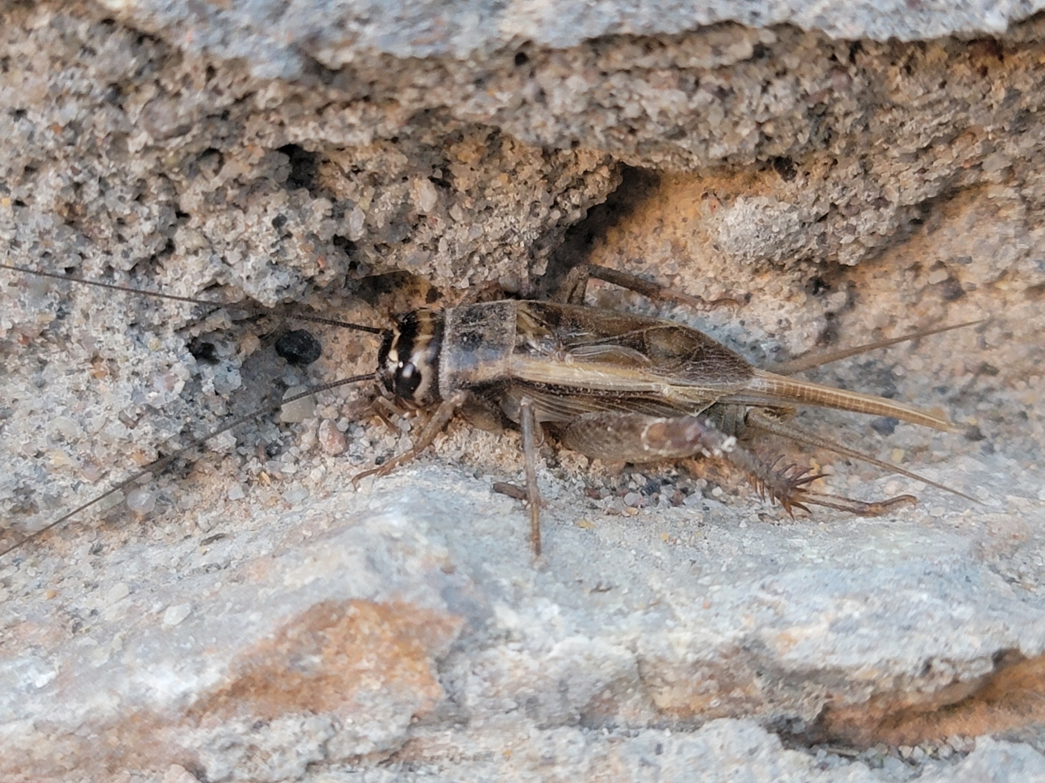 Acheta domesticus (Linnaeus, 1758)