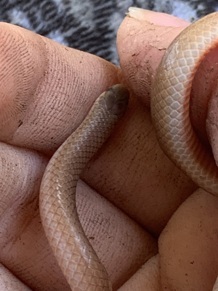 Flat-headed Snake from Edmond, OK, US on May 06, 2022 at 12:42 PM by ...
