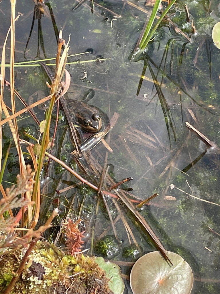 Carpenter Frog in April 2022 by keishla31 · iNaturalist