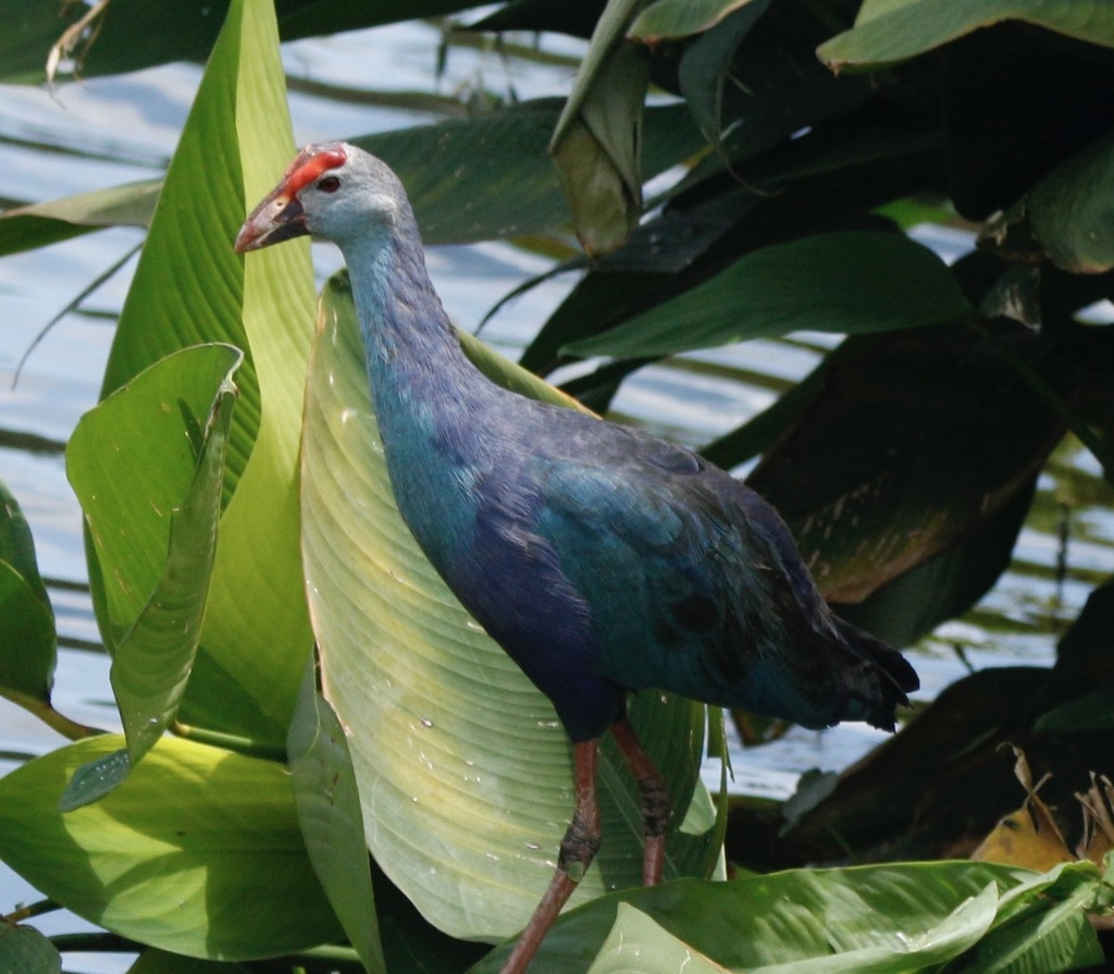Swamphens and Blue Gallinules from North Atlantic Ocean on April 29 ...