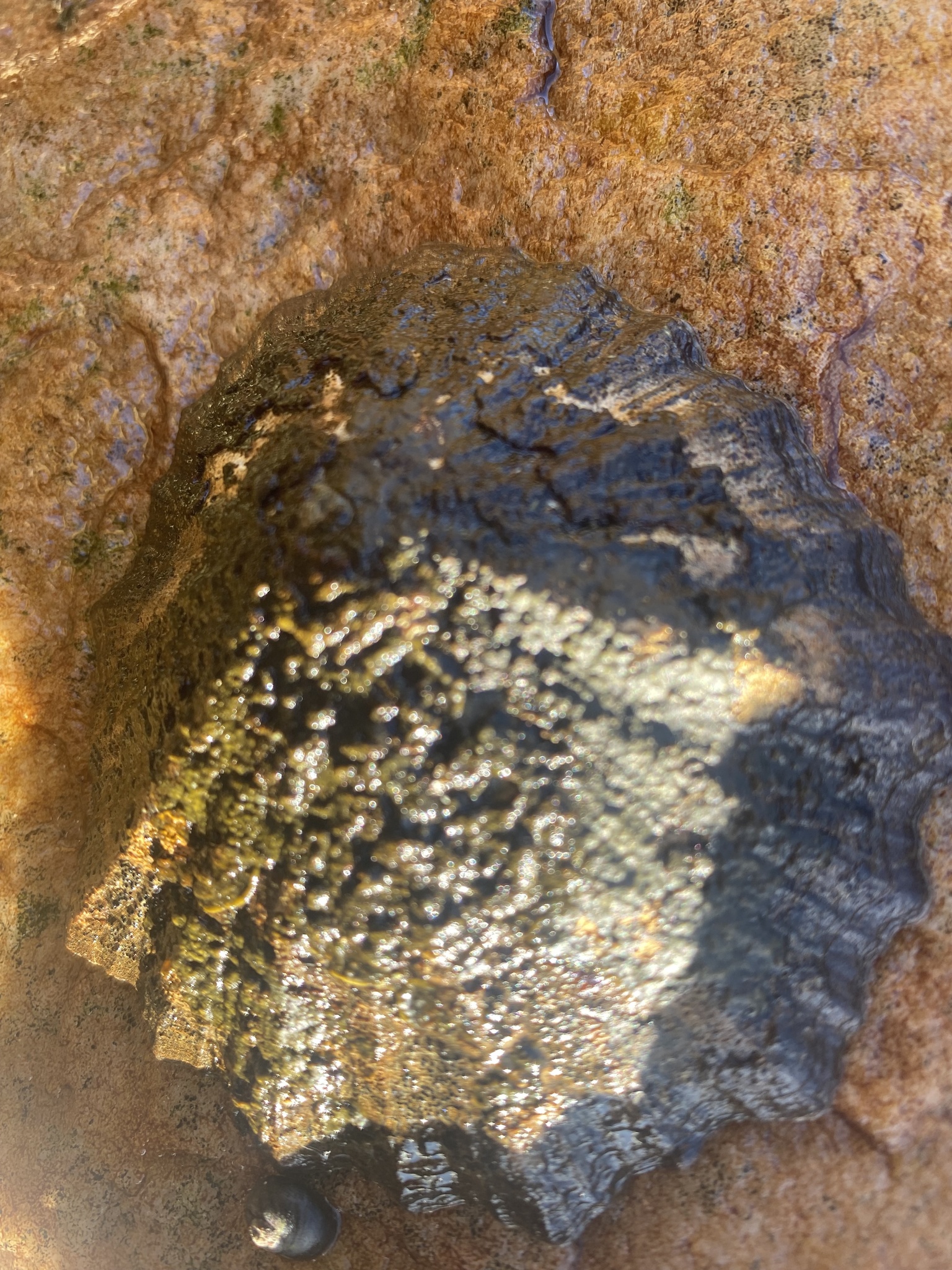 Cymbula oculus (Born, 1778)