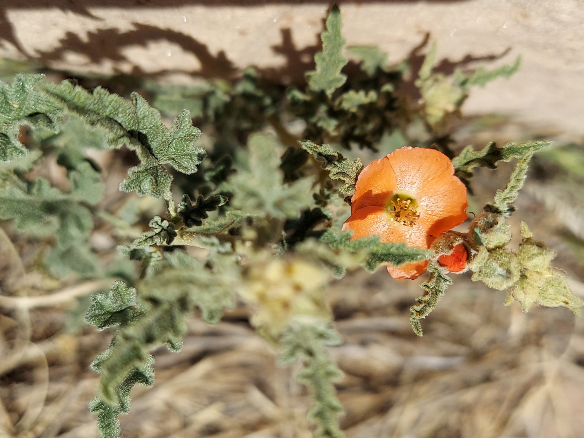 Sphaeralcea hastulata A.Gray