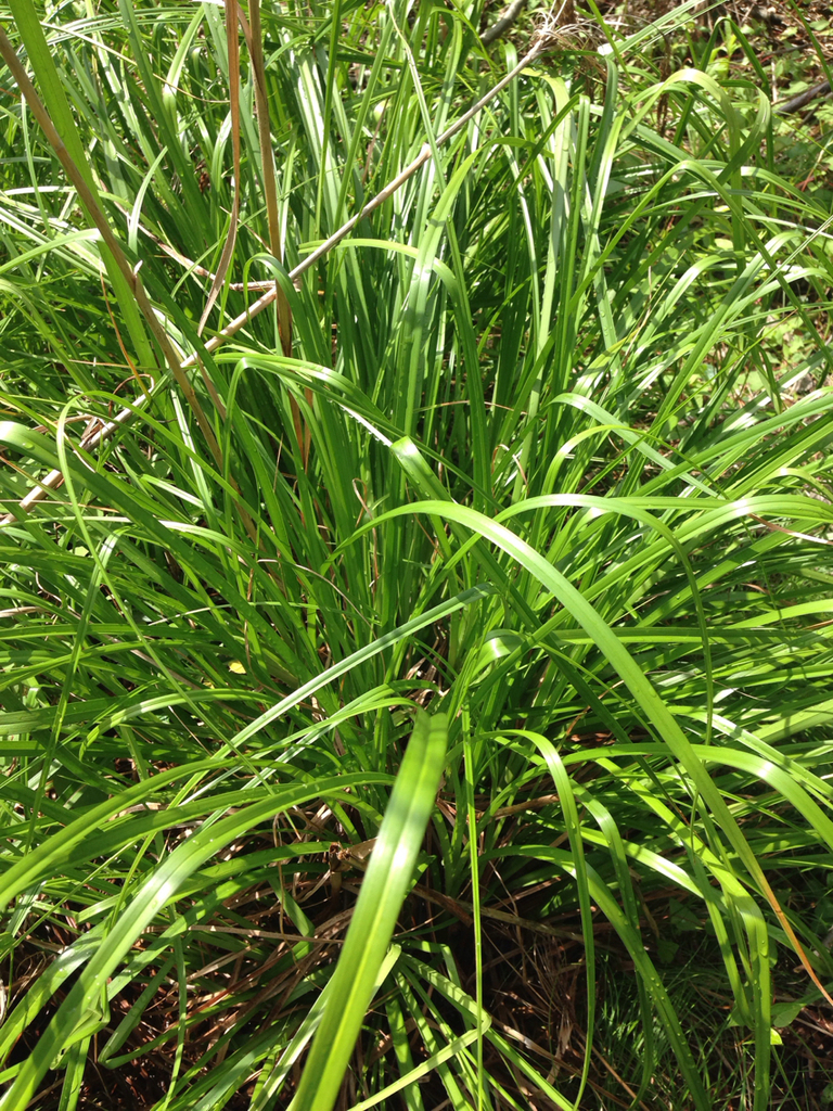 eastern gamagrass from 798 Travis Ave, New York, NY, US on June 03 ...