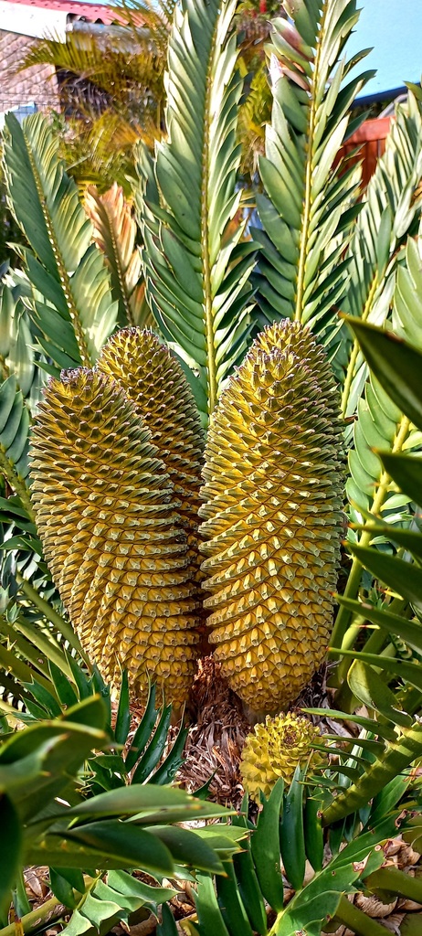 Eastern Cape giant cycad (Encephalartos altensteinii) - Botanical Realm