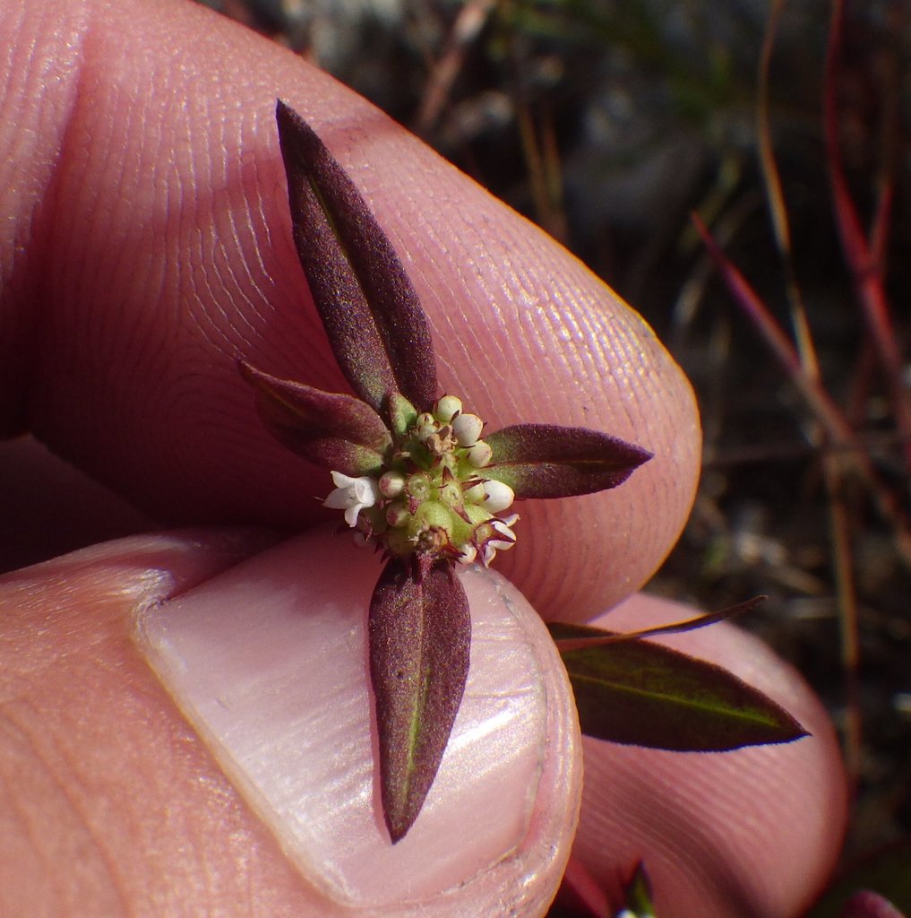 Spermacoce keyensis from Miami-Dade County, FL, USA on April 30, 2022 ...