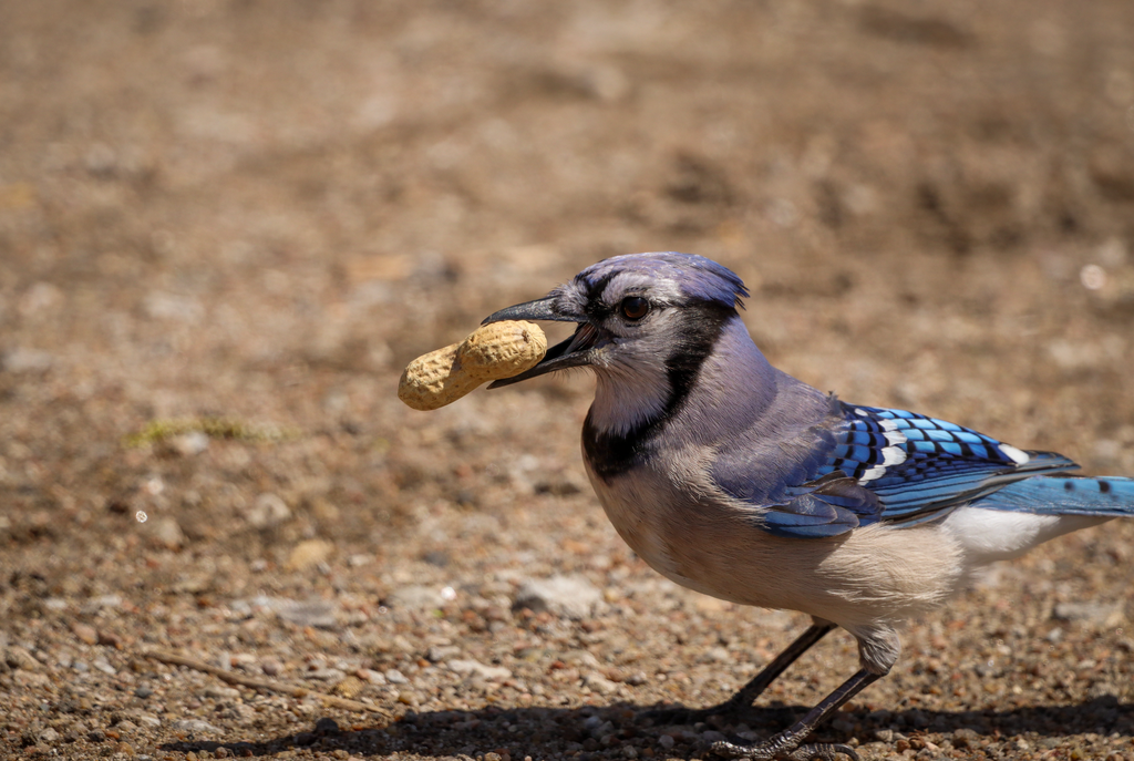 Blue Jay from Nebraska, US on May 1, 2022 at 02:30 PM by tiller. Edited ...