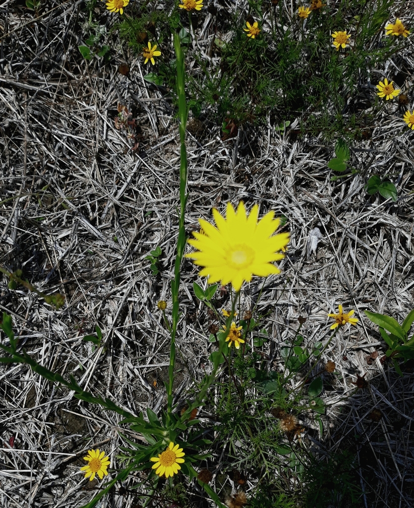Sleepy Daisy from Raymondville, TX 78580, USA on May 1, 2022 at 02:50 ...