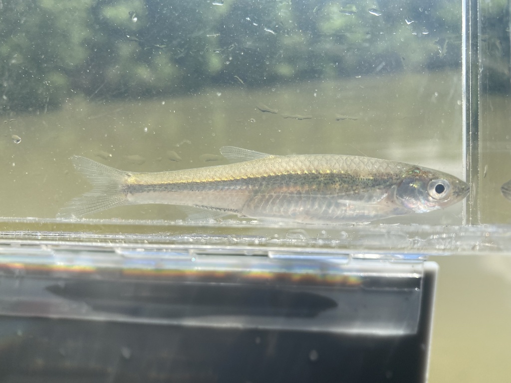 Emerald shiner (SD Fish Passage Guide ) · iNaturalist