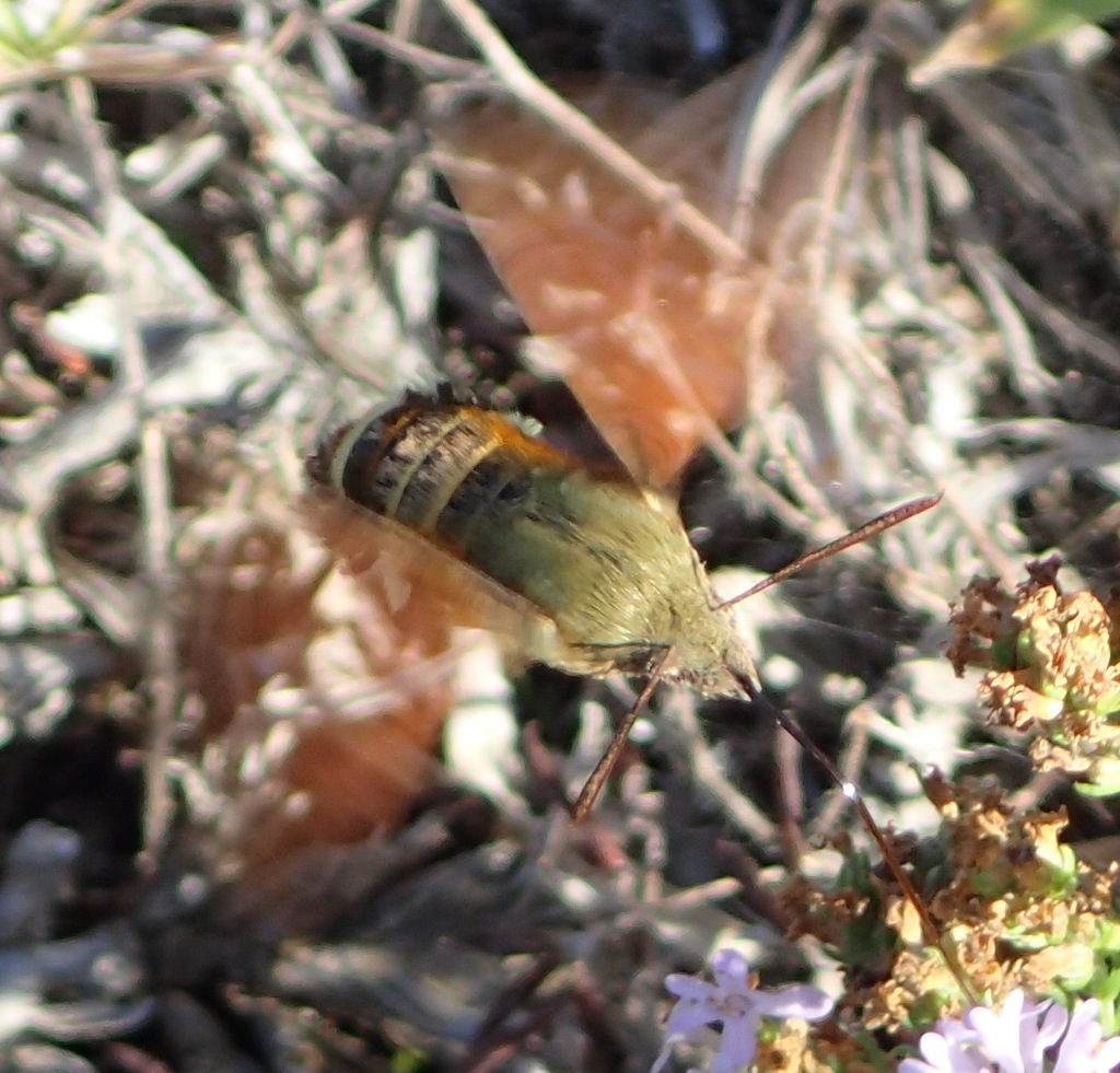 African Hummingbird Hawkmoth from Fynbos Reserve, South Cape DC, South ...