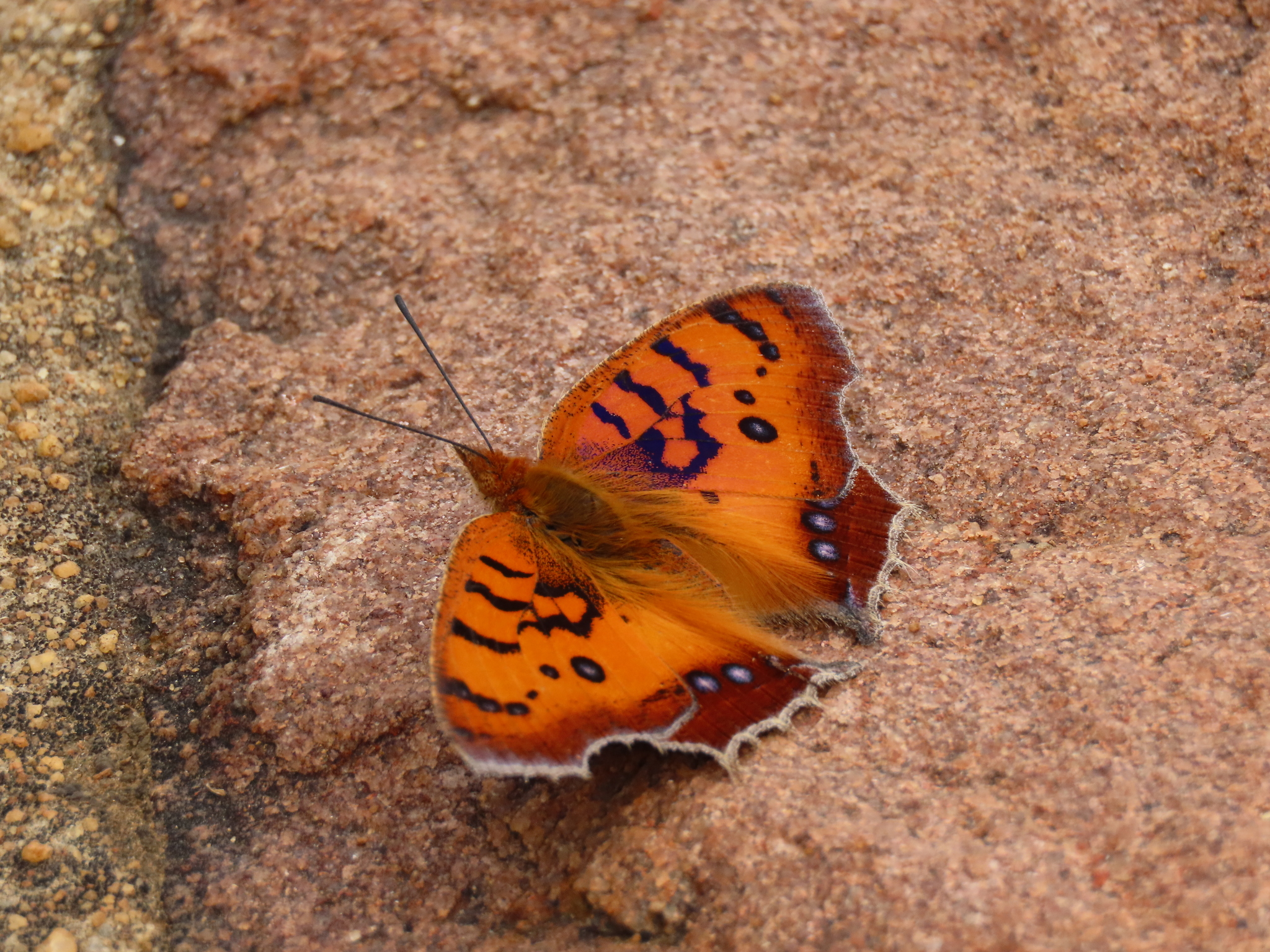 Catacroptera Karsch, 1894