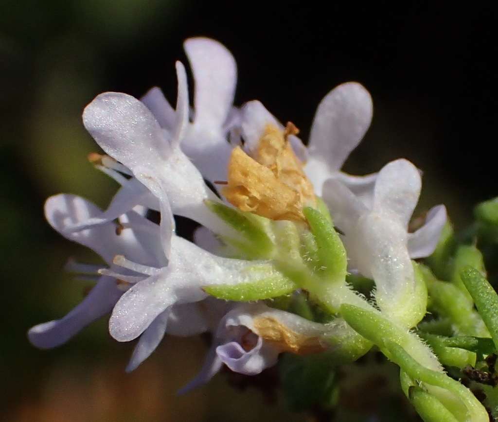 Skinny Bitterbush from Fynbos Reserve, South Cape DC, South Africa on ...