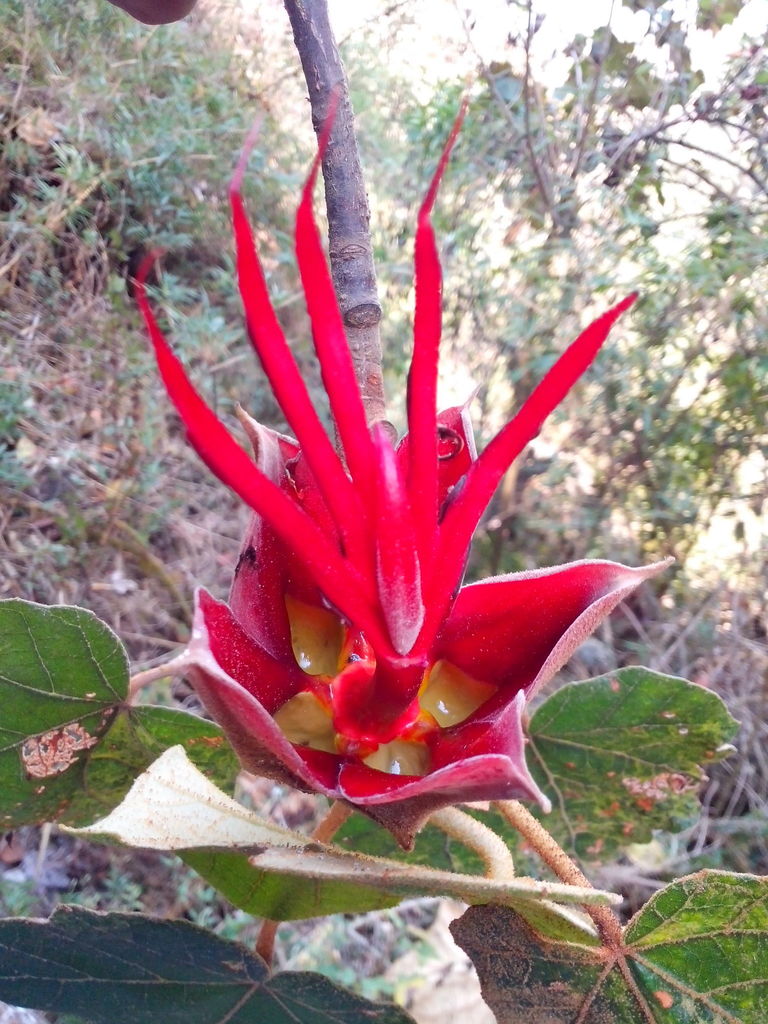 Mexican hand tree from Santa María Yucuhiti, Oax., México on April 16 ...
