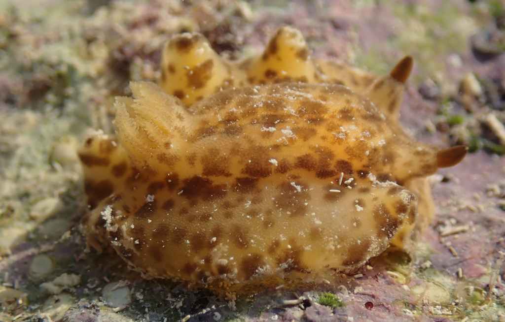 Diaulula greeleyi (Nudibranchs of the Eastern United States) · iNaturalist