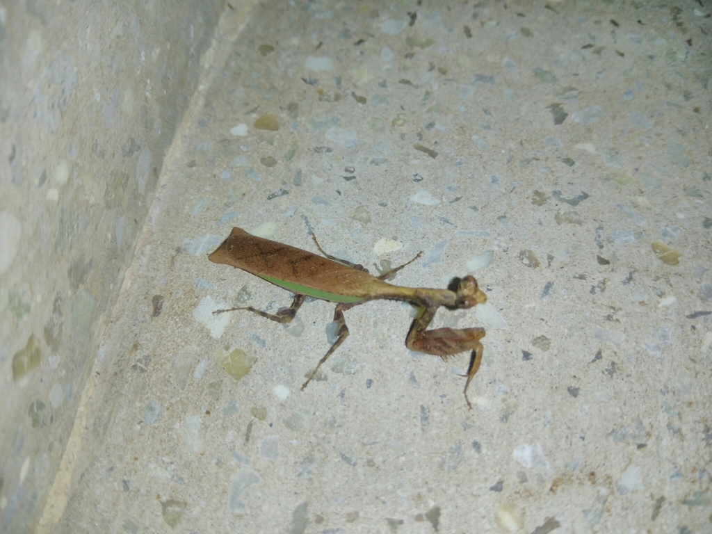 Acromantis from Kerala 670308, India on June 11, 2018 at 10:17 PM by ...